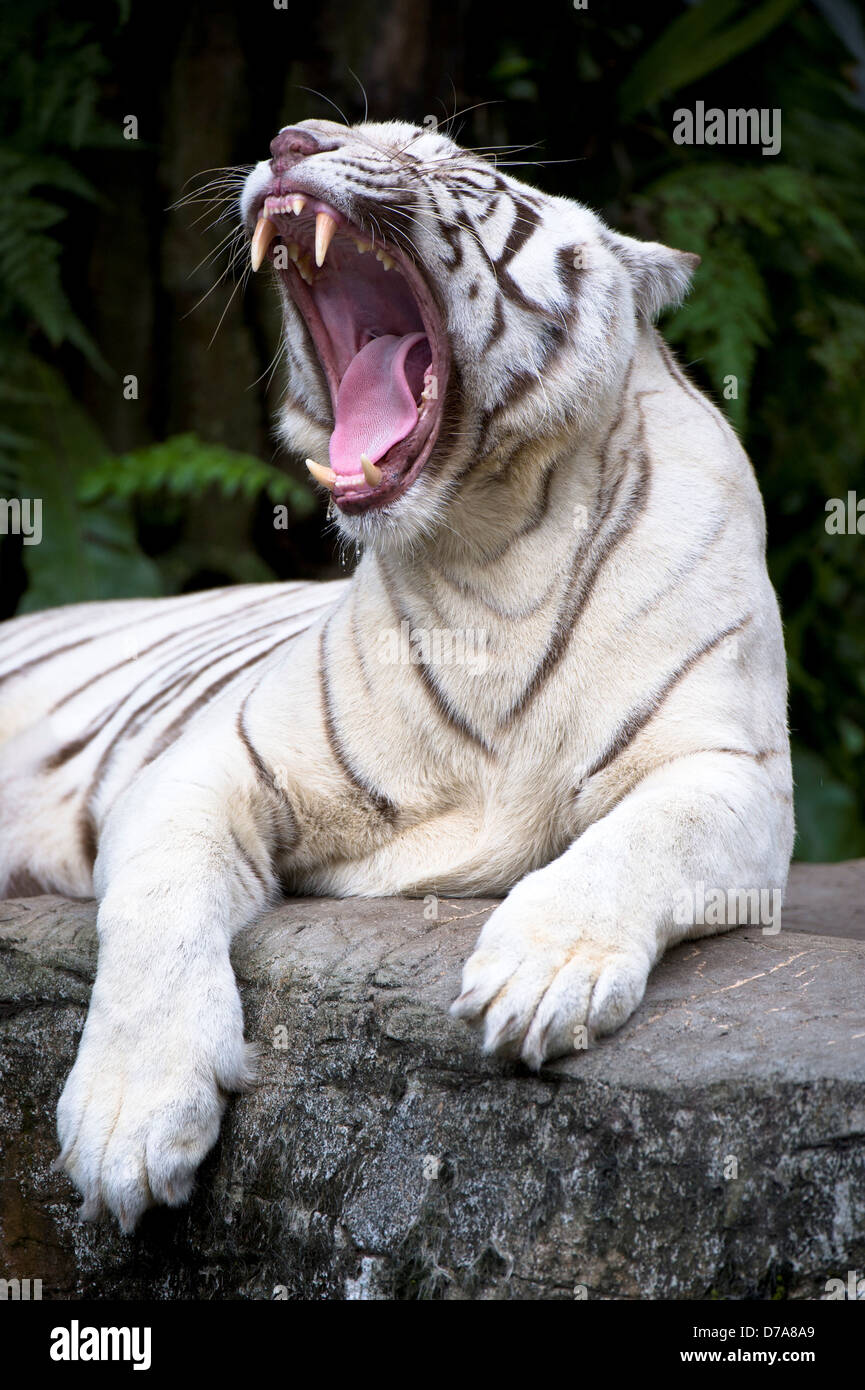 Female White tiger Panthera tigris tigris photographed in captivity at ...