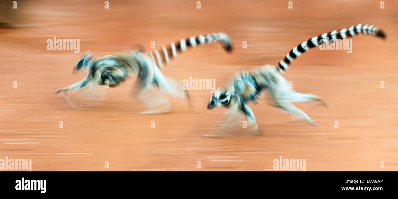 Female Ring-Tailed lemurs Lemur catta carrying infants when running ...