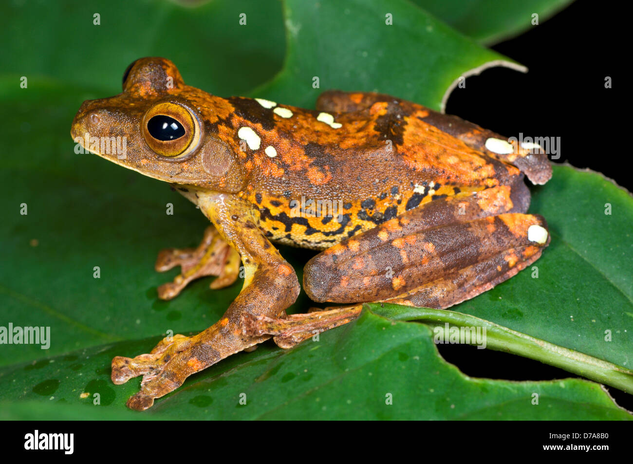 Harlequin Tree frog Rhacophorus pardalis Danum Valley Sabah State ...
