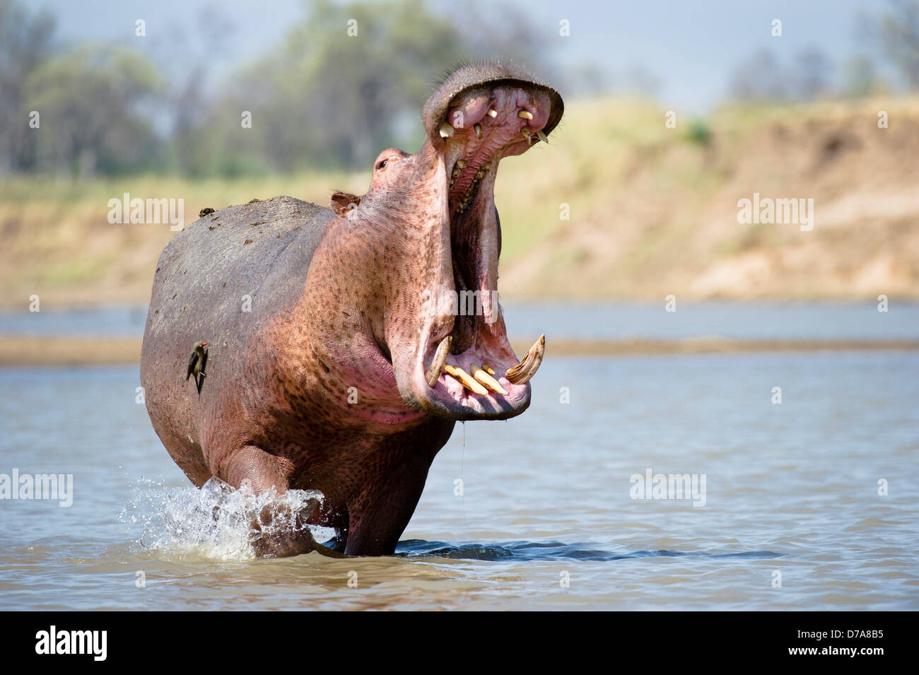 Adult male hippopotamus Hippopotamus amphibius posturing in aggressive ...