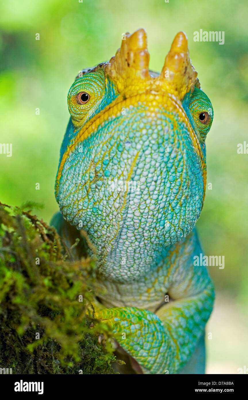 Male Parson's chameleon Calumma parsonii hunting prey Ranomafana ...