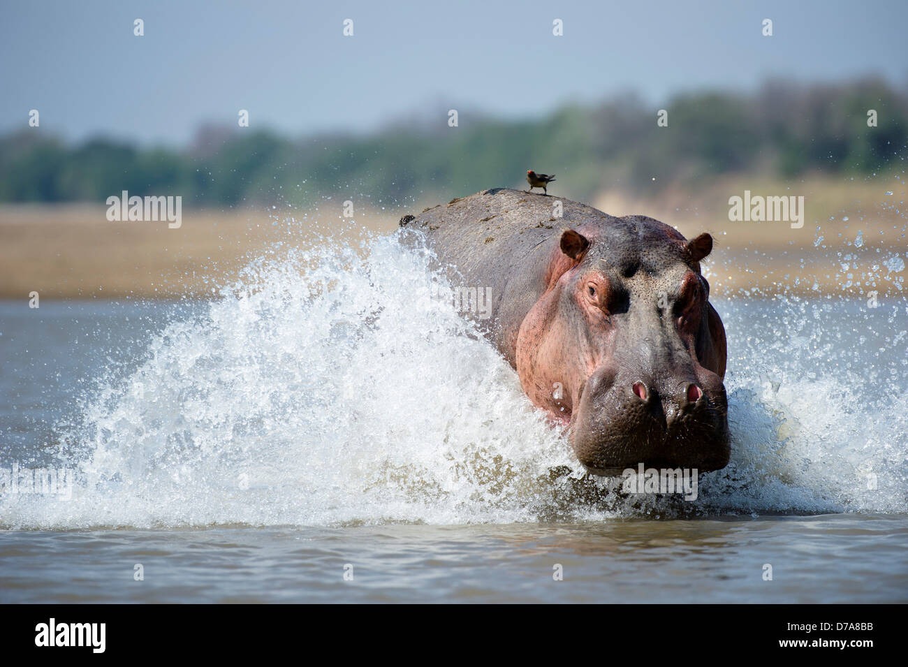 Adult male hippo hi-res stock photography and images - Alamy