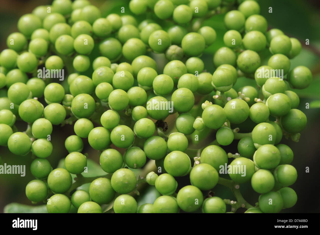 Green ball hi-res stock photography and images - Alamy