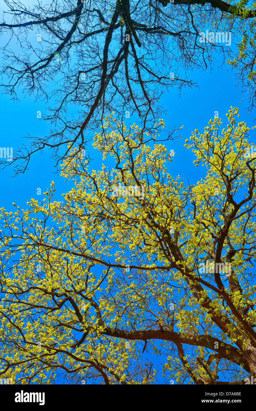 Tree canopy in spring time over blue sunny sky, low angle shot Stock ...