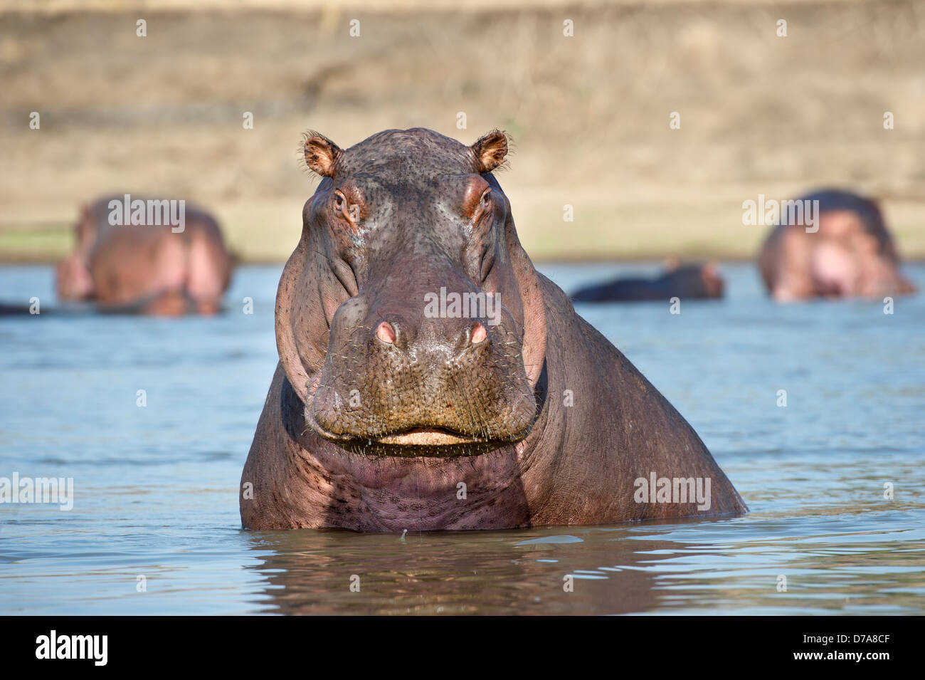 Adult male hippopotamus Hippopotamus amphibius in river Luangwa River ...