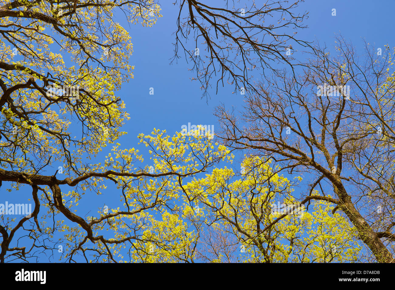 Tree canopy in spring time over blue sunny sky, low angle shot Stock ...