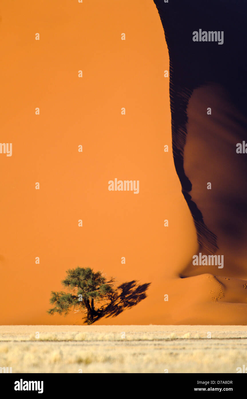 Giant sand dunes Camelthorn Acacia tree Acacia erioloba at their base ...