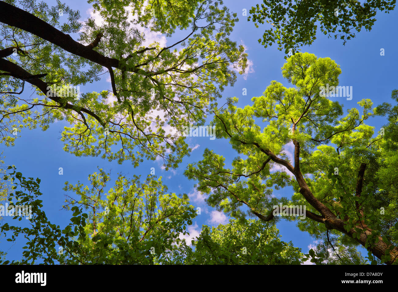 Looking up at tree canopy in spring time over blue sunny sky, low angle ...