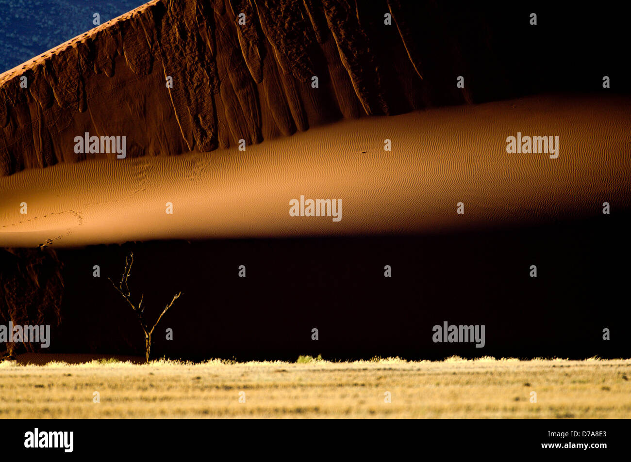 Lone dead Camelthorn Acacia tree Acacia erioloba giant sand dunes in ...