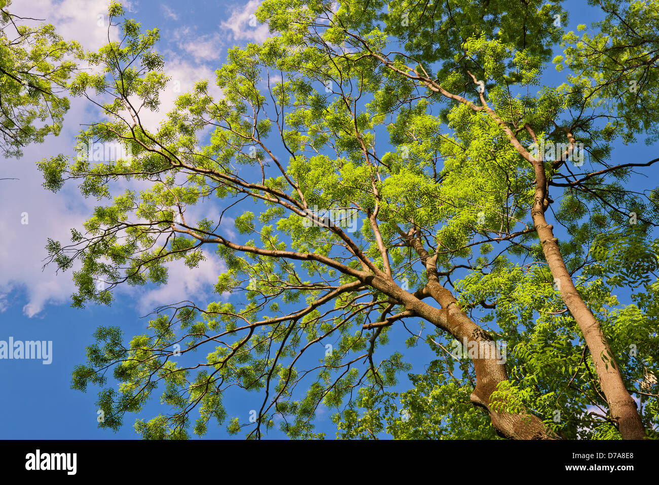 Tree canopy in spring time over blue sunny sky, low angle shot Stock ...
