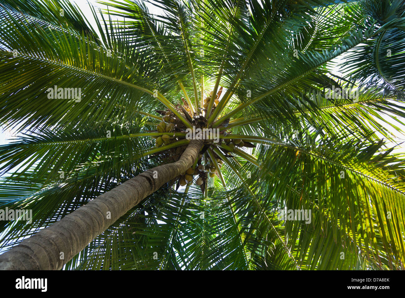 Palm frond hanging hi-res stock photography and images - Alamy