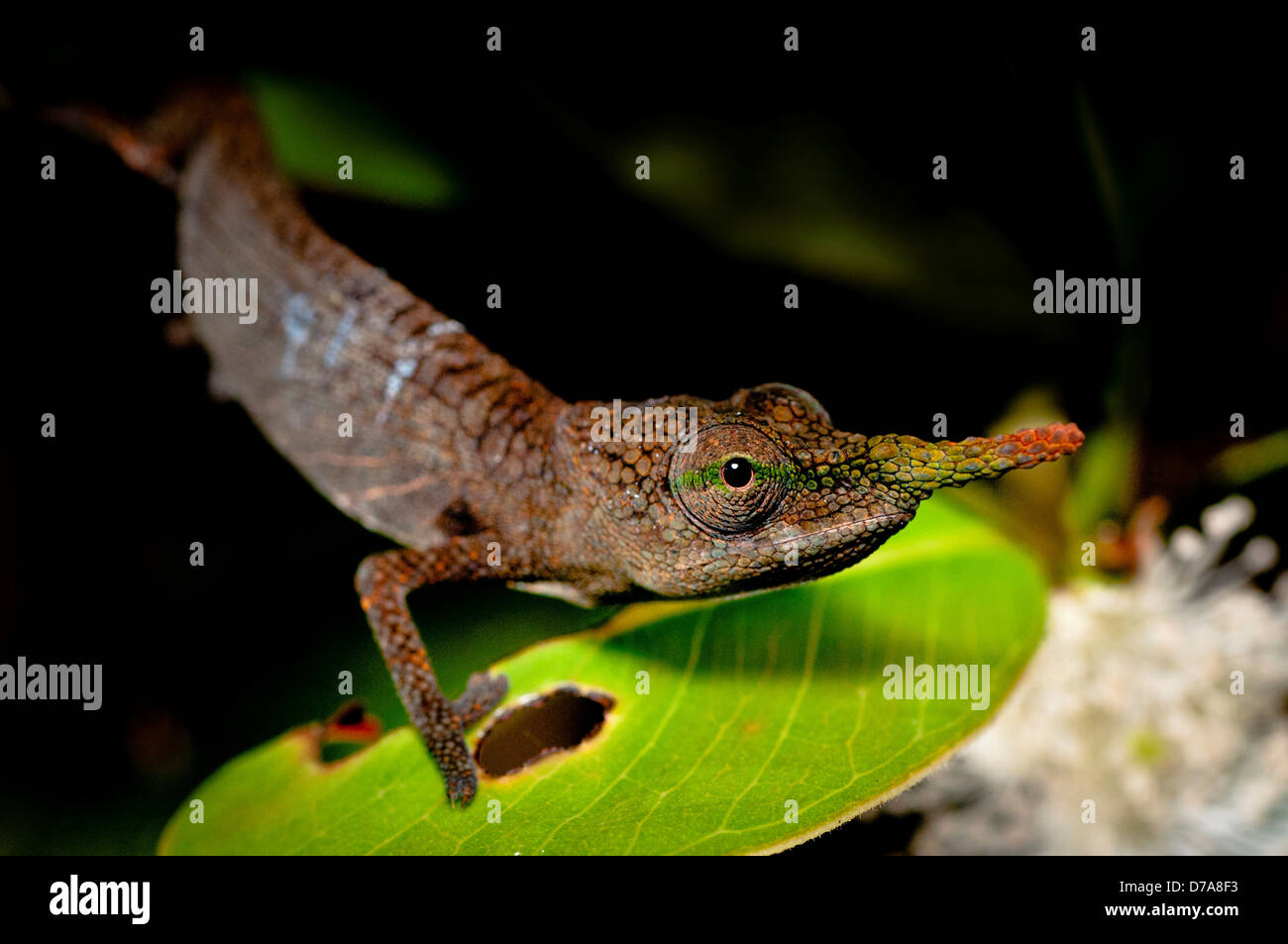 Close-up male Lance-Nosed chameleon Calumma gallus Vohimana Forest ...