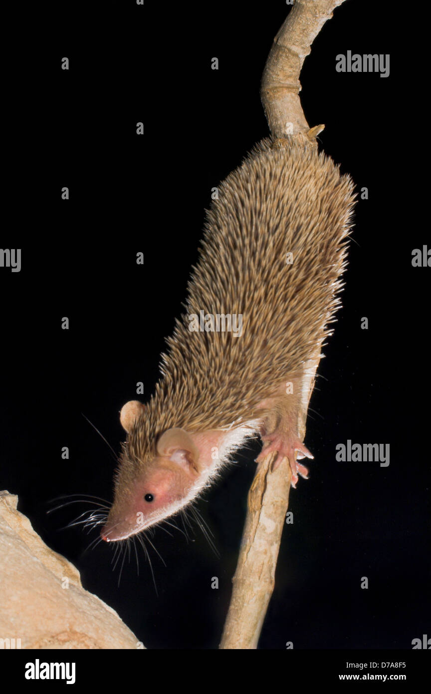 Lesser Hedgehog tenrec Echinops telfairi clambering in spiny forest ...