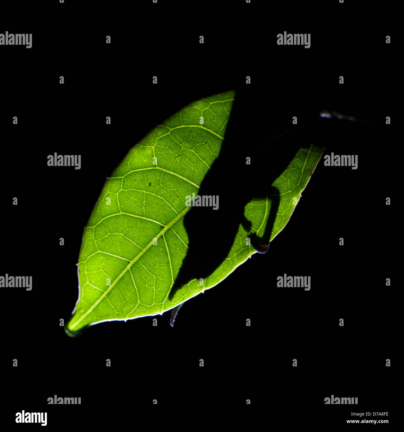 Silhouette male Lance-Nosed chameleon Calumma gallus asleep at night ...