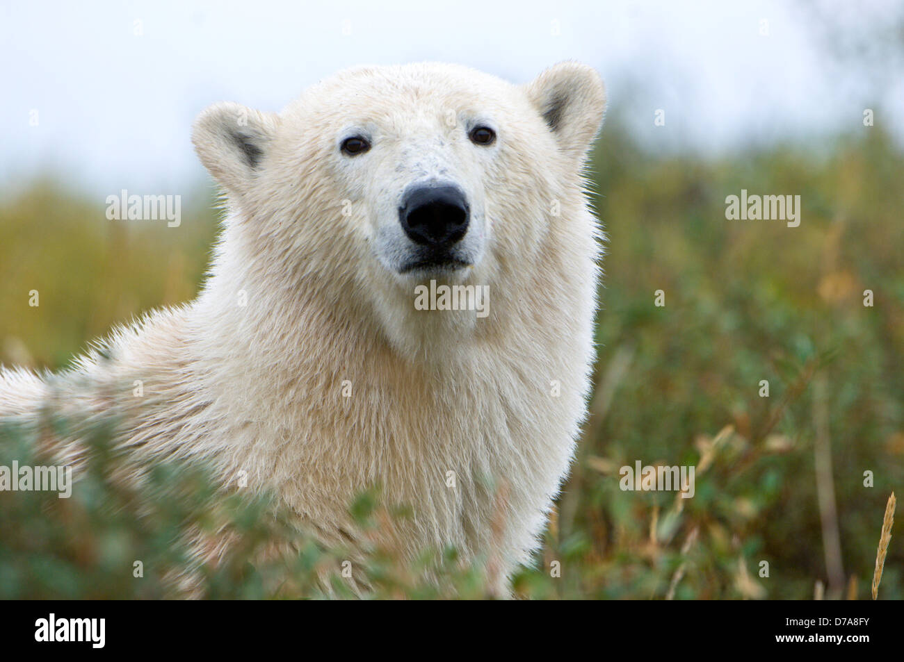 Polar bear Ursus maritimus in tundra vegetation Hudson Bay Canada Stock ...