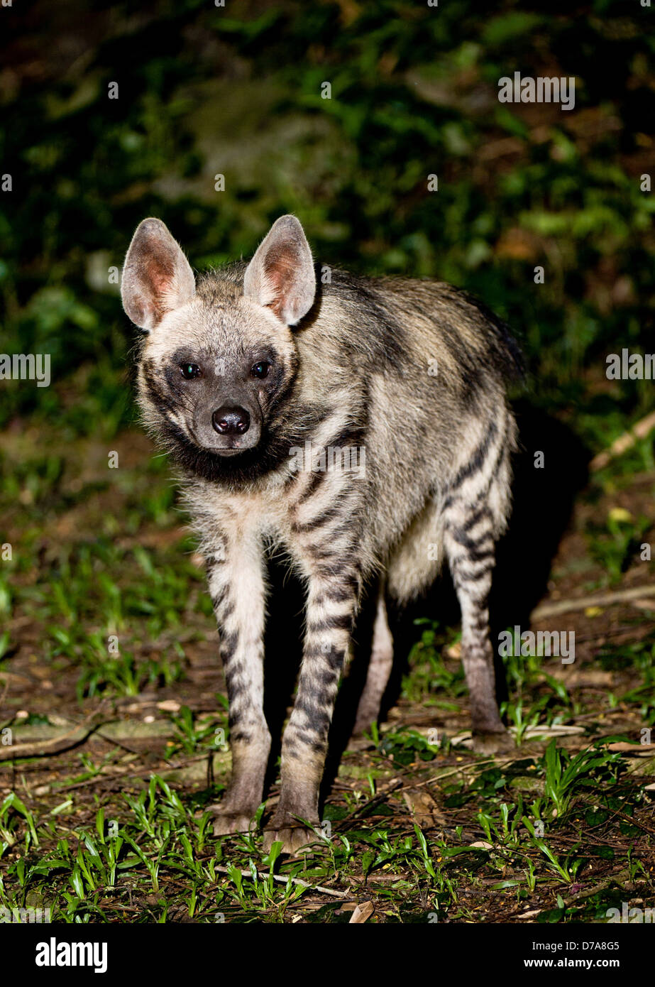 Striped hyena Hyaena hyaena standing at Singapore Zoo Singapore Stock ...