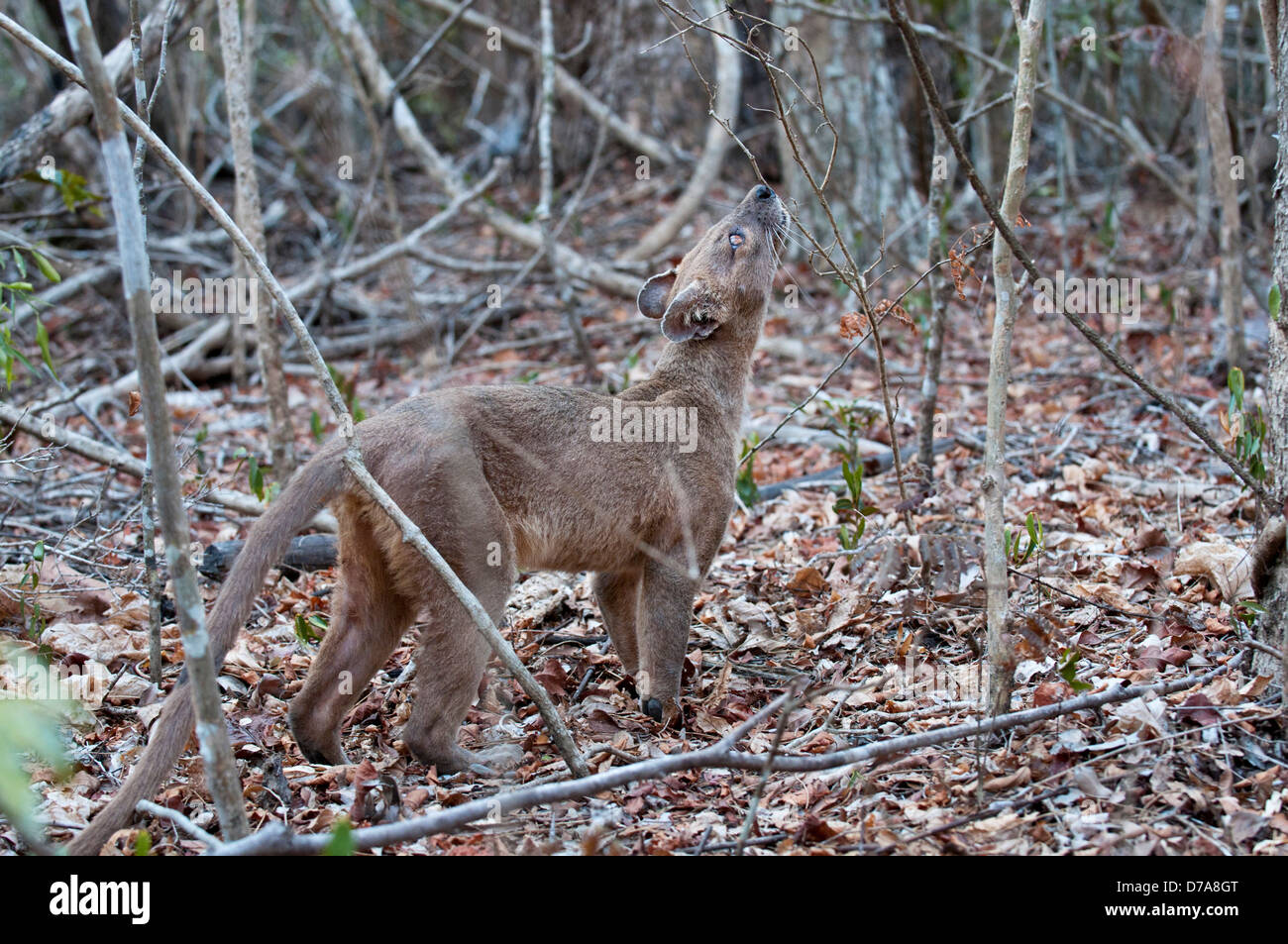 Adult fossa crytoprocta ferox female hi-res stock photography and ...