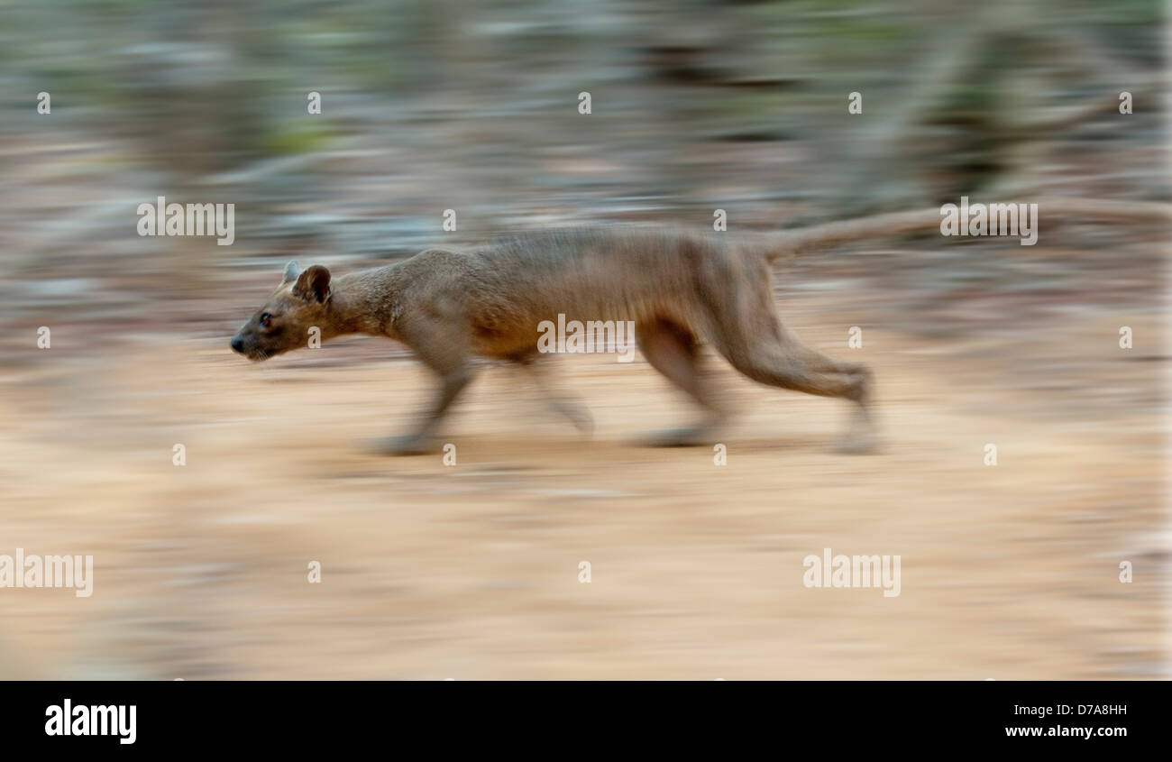 Adult female fossa Crytoprocta ferox running across deciduous forest ...