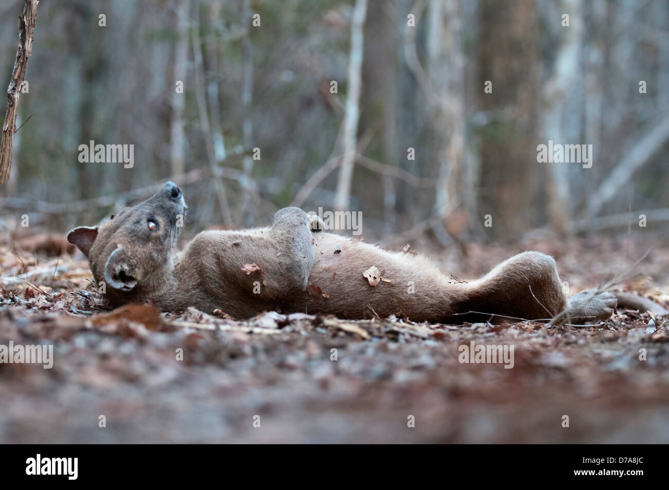 Adult female fossa Crytoprocta ferox rolling on deciduous forest floor ...