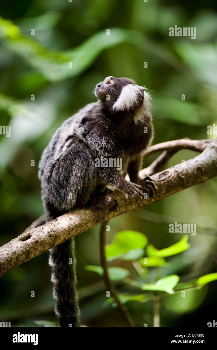 Close-up Cotton-Eared marmoset Callithrix jacchus Singapore Zoo ...