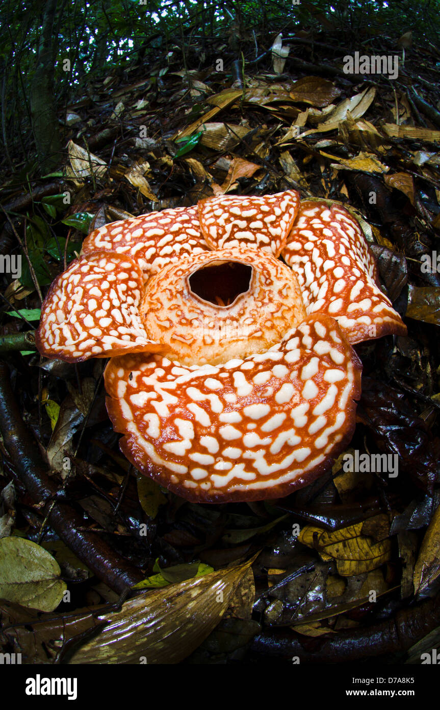 Flower Rafflesia pricei 3-4 days old in forest Tambunan Crocker Range ...