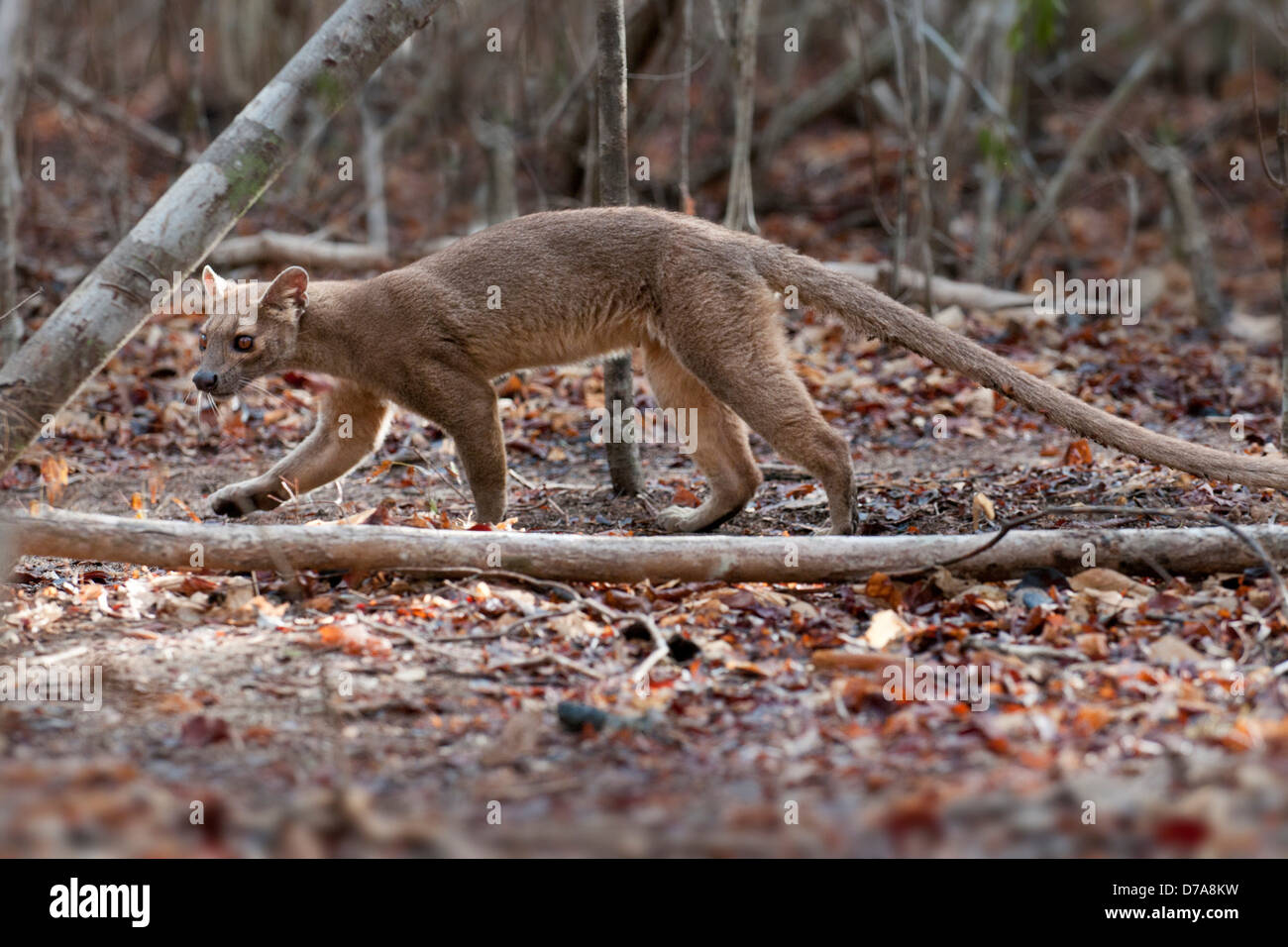 Adult female fossa Crytoprocta ferox on deciduous forest floor Kirindy ...
