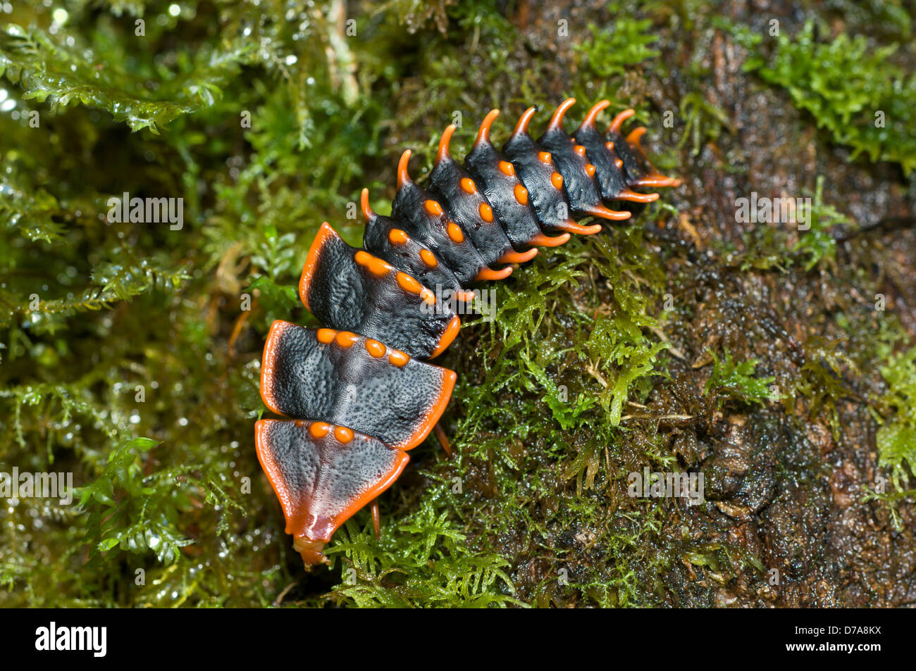 Trilobite beetle larva hi-res stock photography and images - Alamy