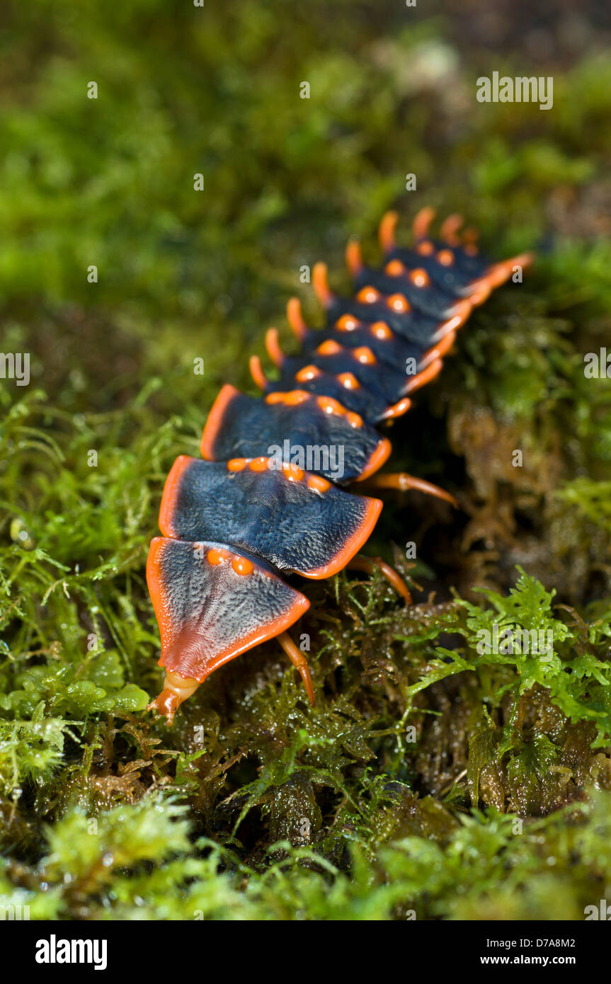 Larva Trilobite Beetle Duliticola paradoxa foraging over moss-Covered ...