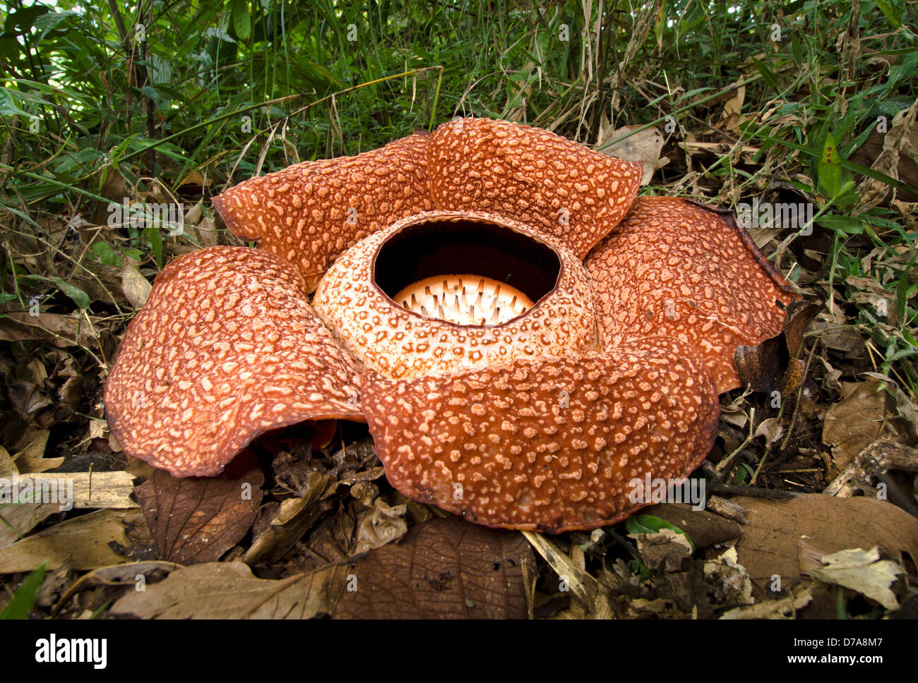 Flower Rafflesia keithii growing on lower slopes Mt Kinabalu Sabah ...
