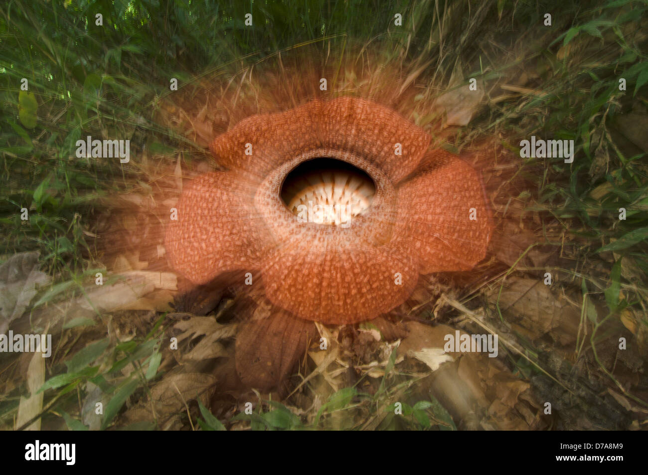 Flower Rafflesia keithii growing on lower slopes Mt Kinabalu Sabah ...