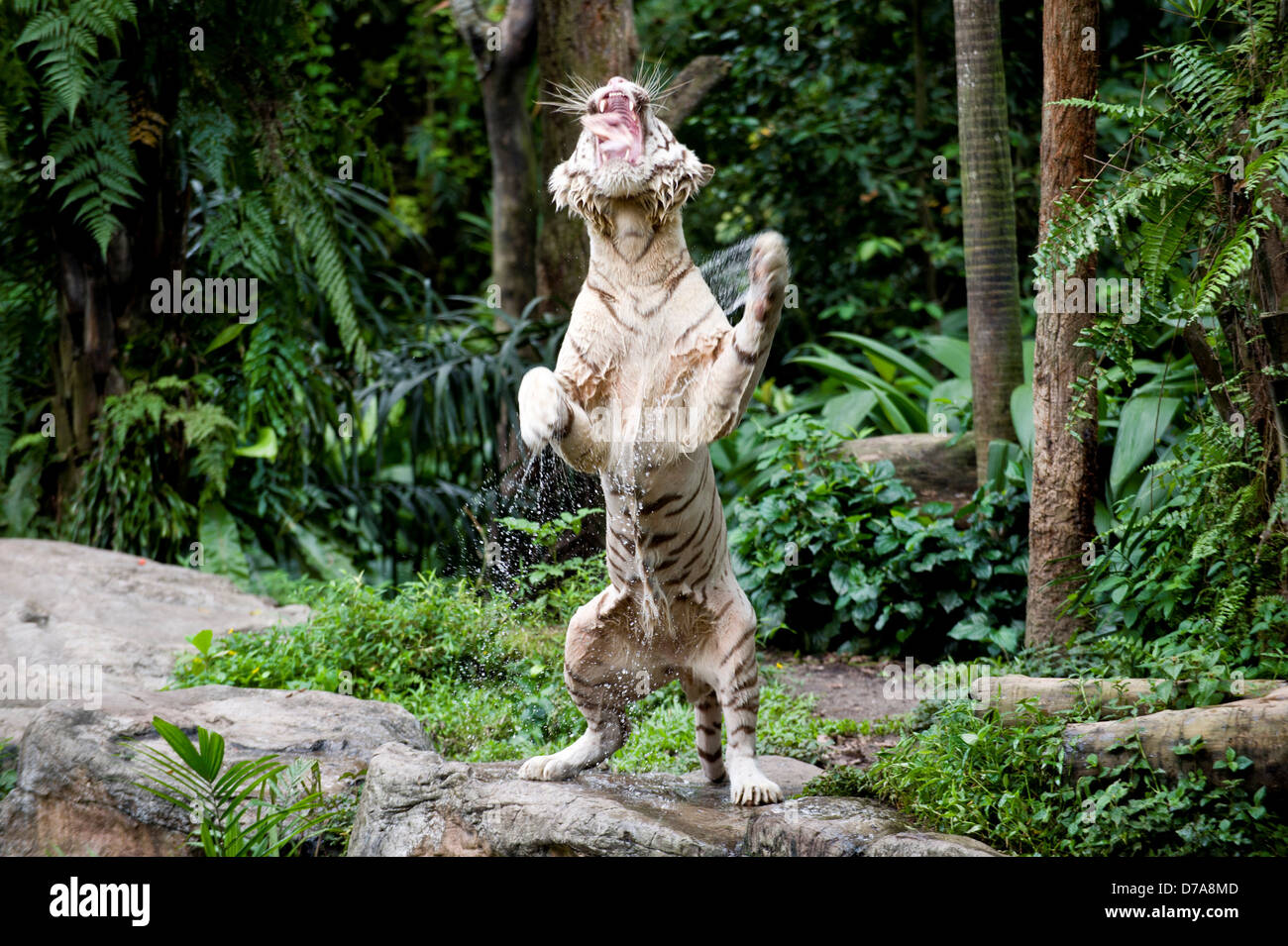 Male White tiger Panthera tigris tigris catching food Singapore Zoo ...