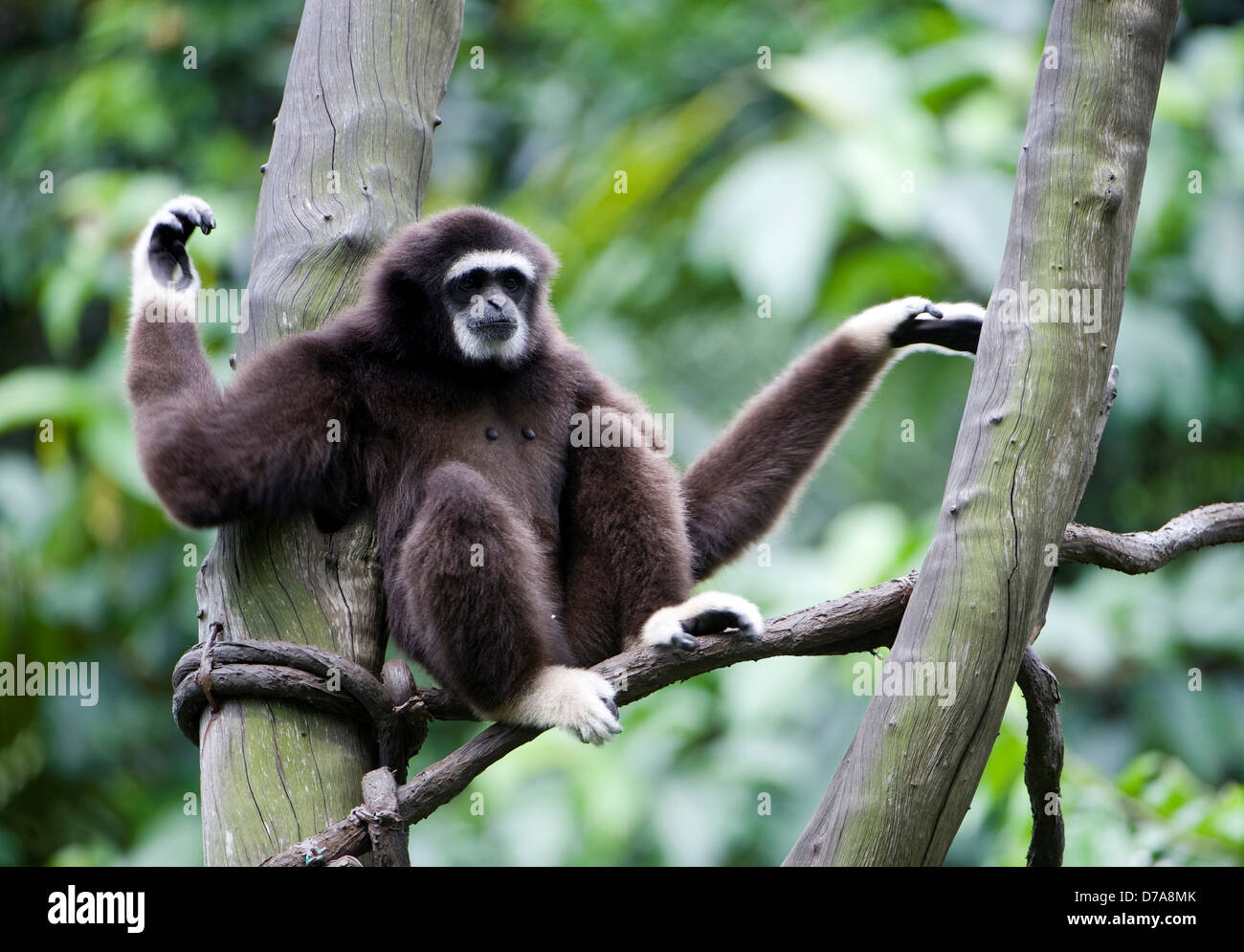 Male White-Handed Gibbon Hylobates lar sitting on tree branch Singapore ...