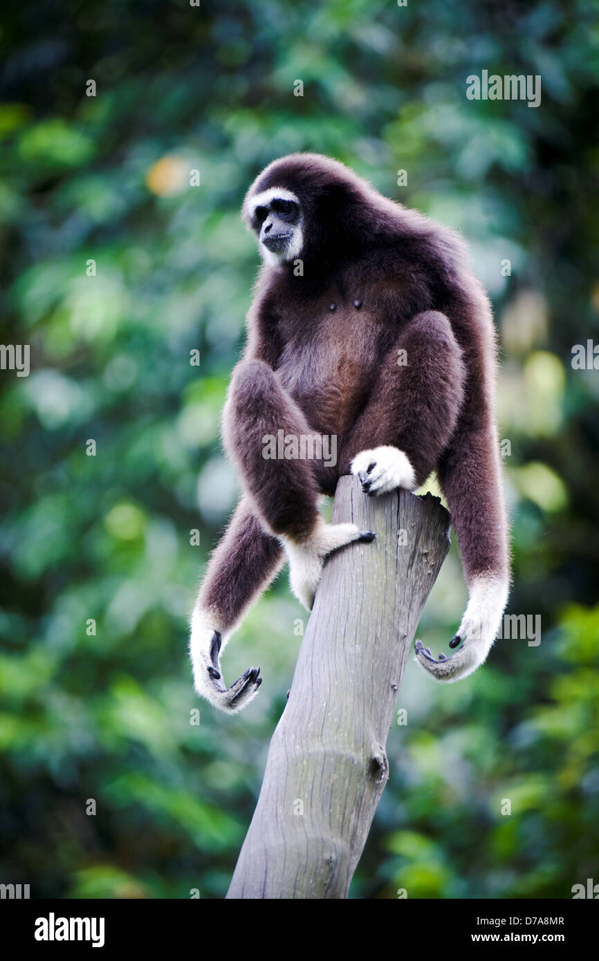 White handed gibbon captivity hi-res stock photography and images - Alamy
