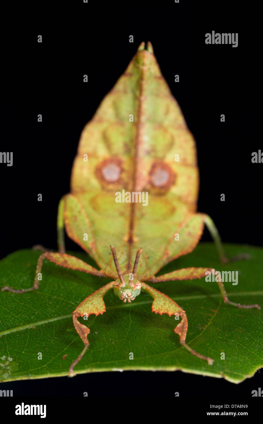 Close-up female Leaf insect Phyllium sp. Mt Kinabalu Sabah State Island ...