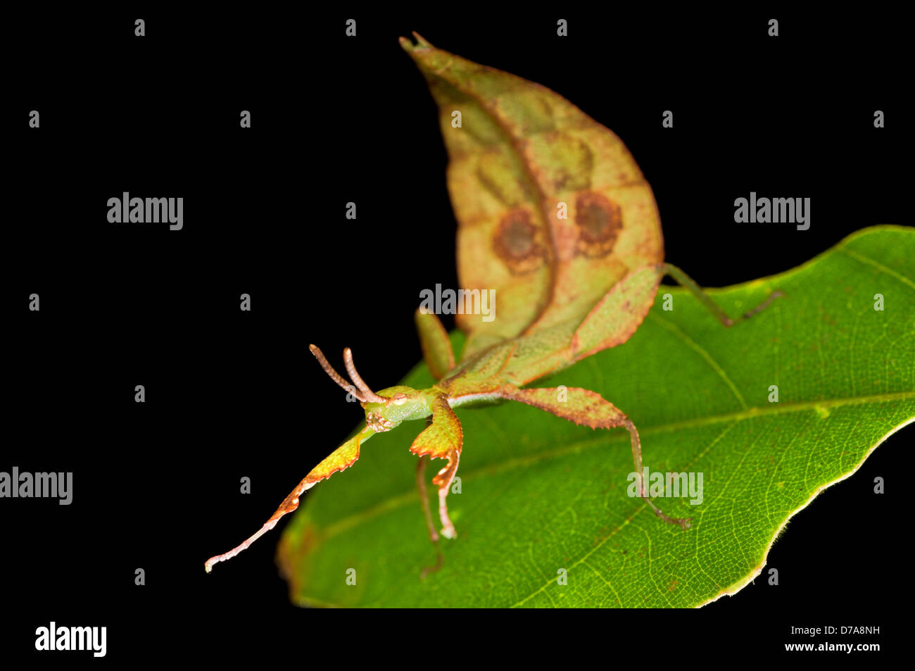 Close-up female Leaf insect Phyllium sp. Mt Kinabalu Sabah State Island ...