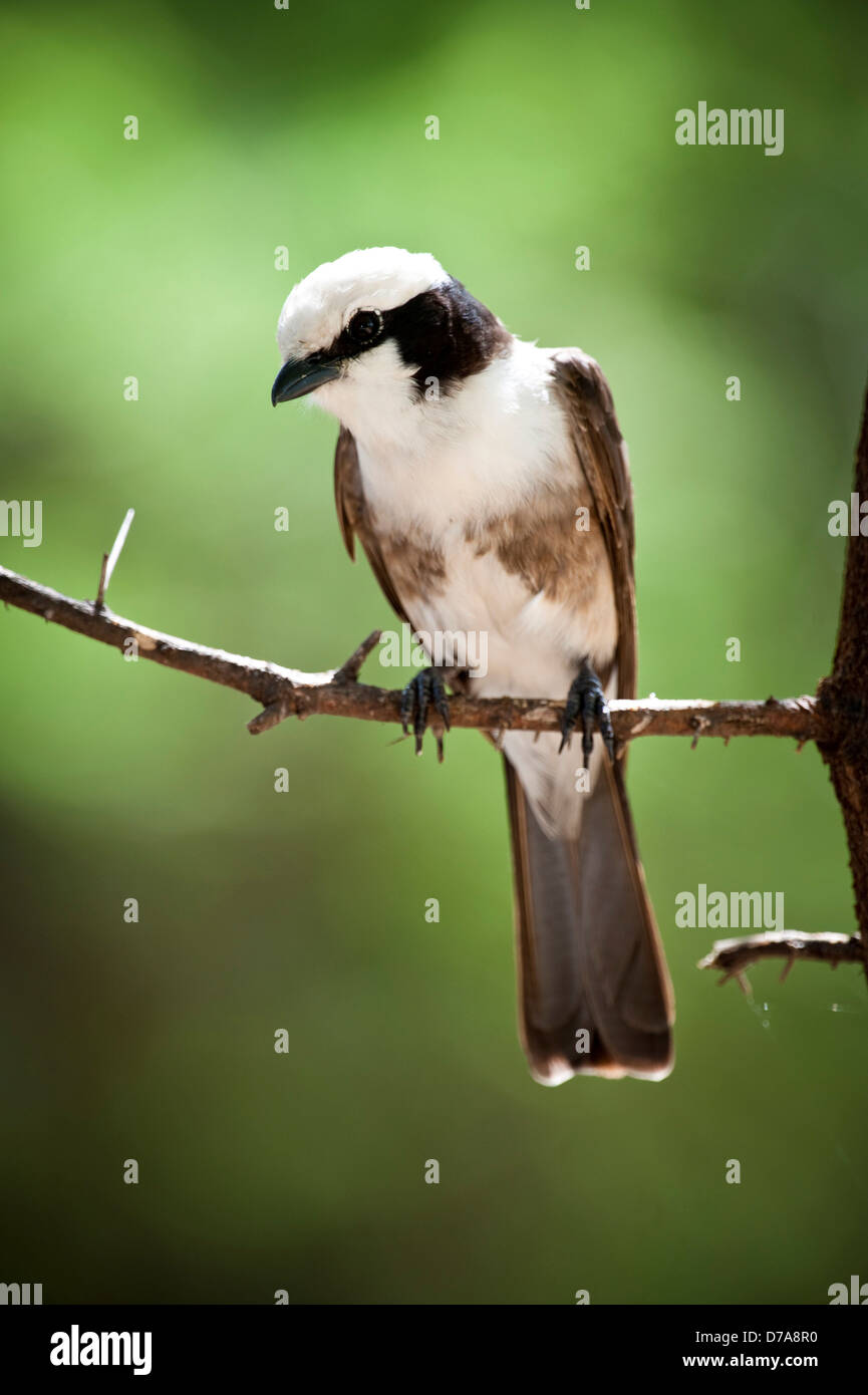 Northern White-Crowned shrike Eurocephalus rueppelli perching on branch ...