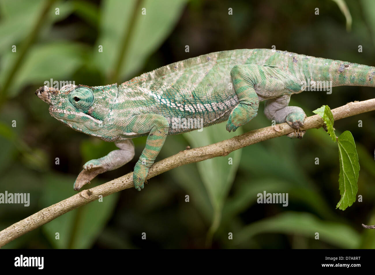 Male Belted chameleon Furcifer balteatus Ranomafana National Park ...