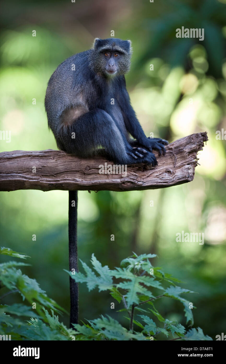 Blue monkey Cercopithecus mitis in ground-Water forest Lake Manyara ...
