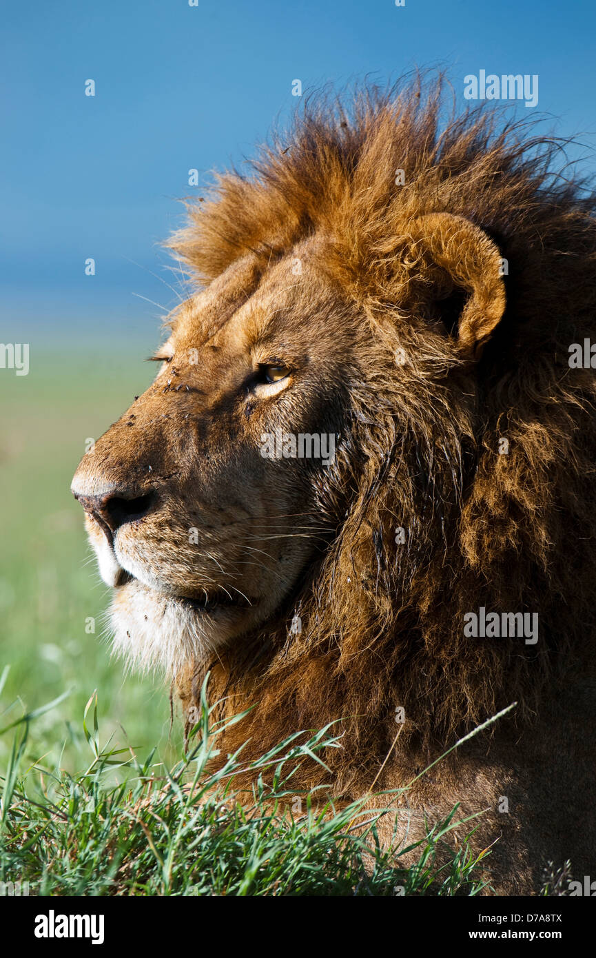 Male lion Panthera leo in Ngorongoro Crater Ngorongoro Conservation ...
