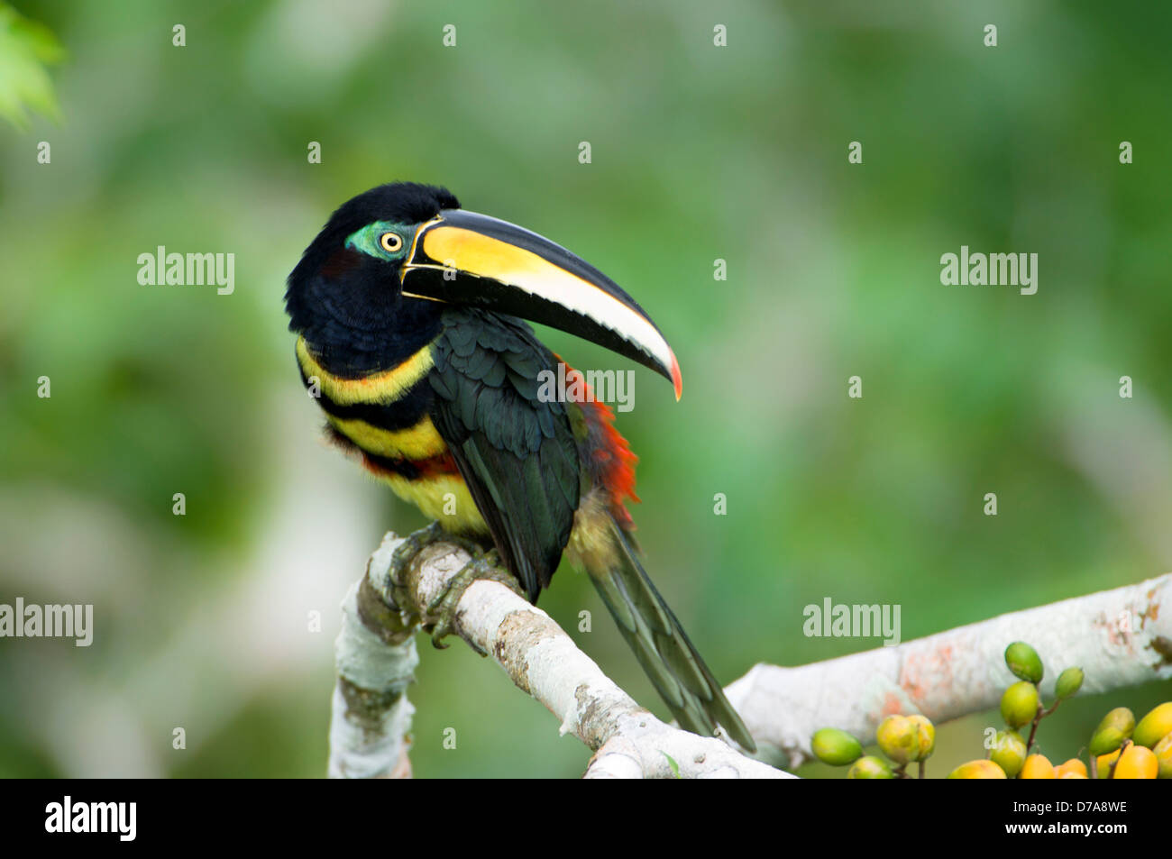 Many banded aracari pteroglossus pluricinctus hi-res stock photography ...