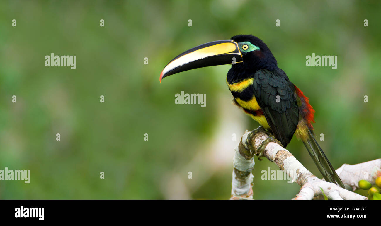 Many Banded Aracari Pteroglossus Pluricinctus High Resolution Stock ...