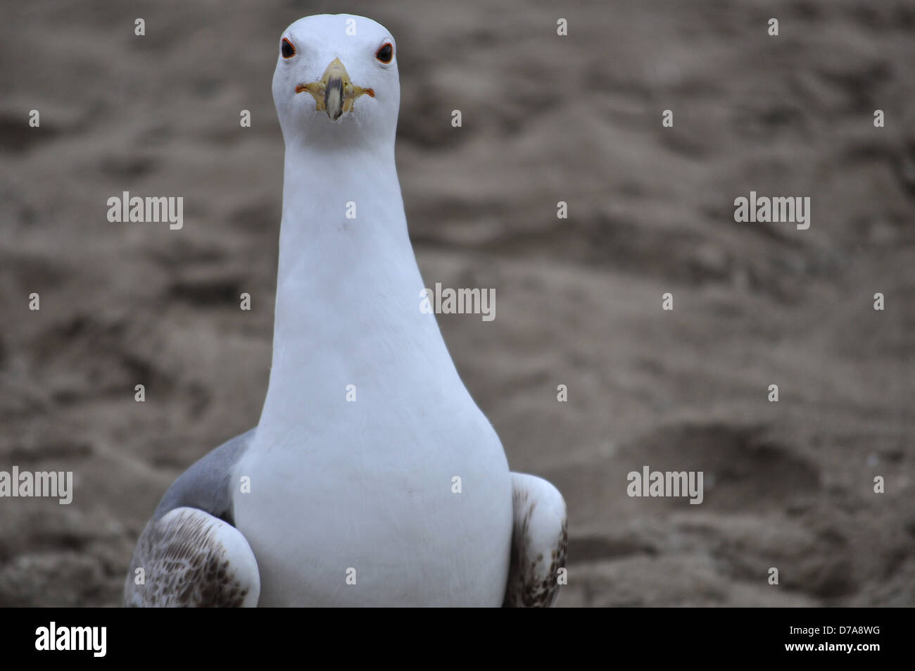Funny seagull looking in the eyes on the beach Stock Photo - Alamy