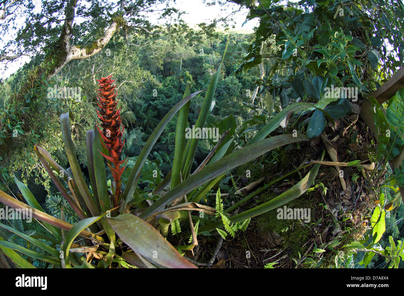 Rainforest tree in bloom in forest near Napo River Ecuador Stock Photo ...