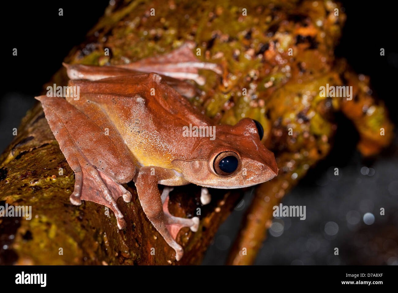 Close-up leaf litter Tree frog Boophis madagascariensis Andasibe ...