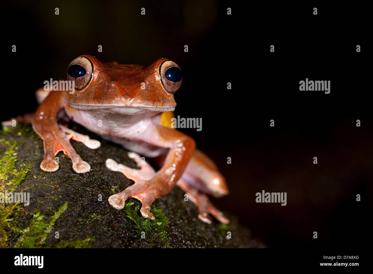 Boophis tree frog of madagascar image hi-res stock photography and ...