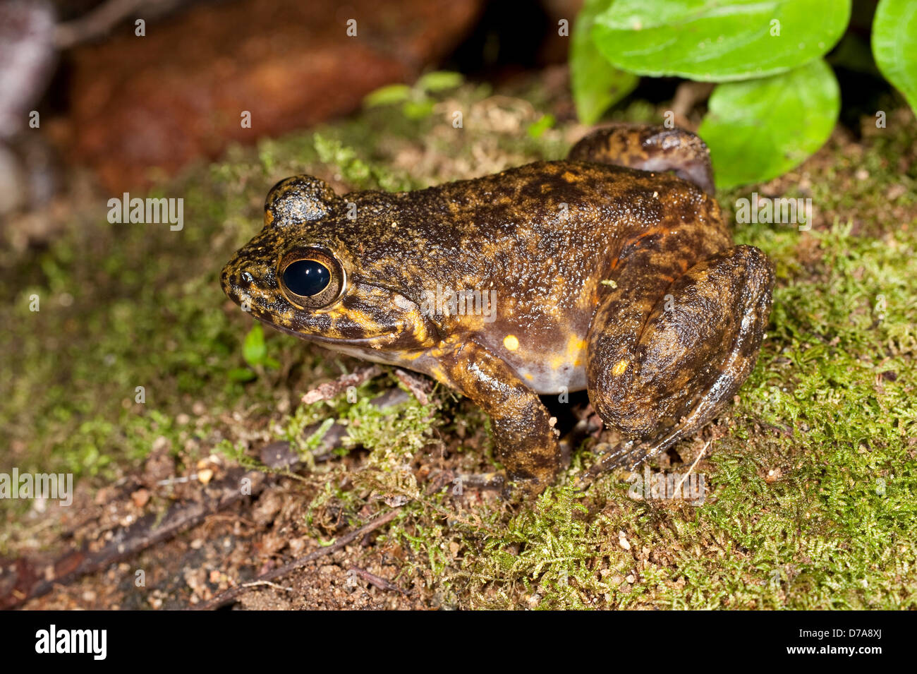 Frog stream africa africa hi-res stock photography and images - Alamy