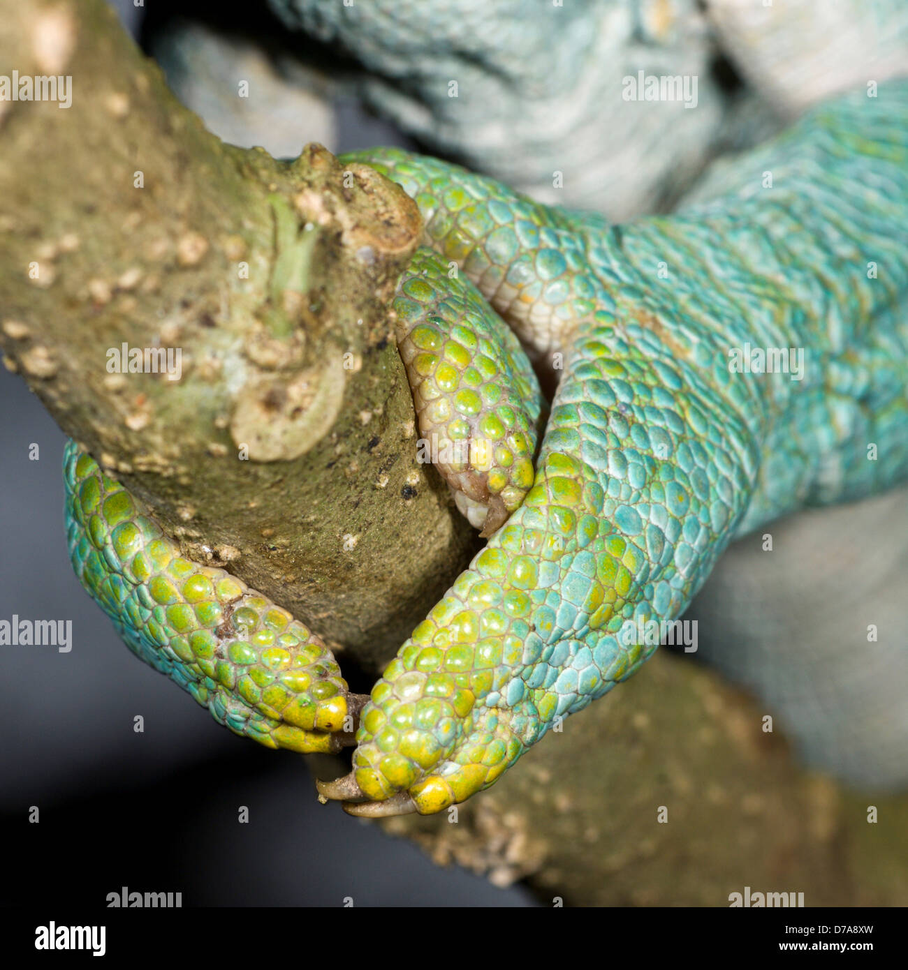 Grasping animal hi-res stock photography and images - Alamy