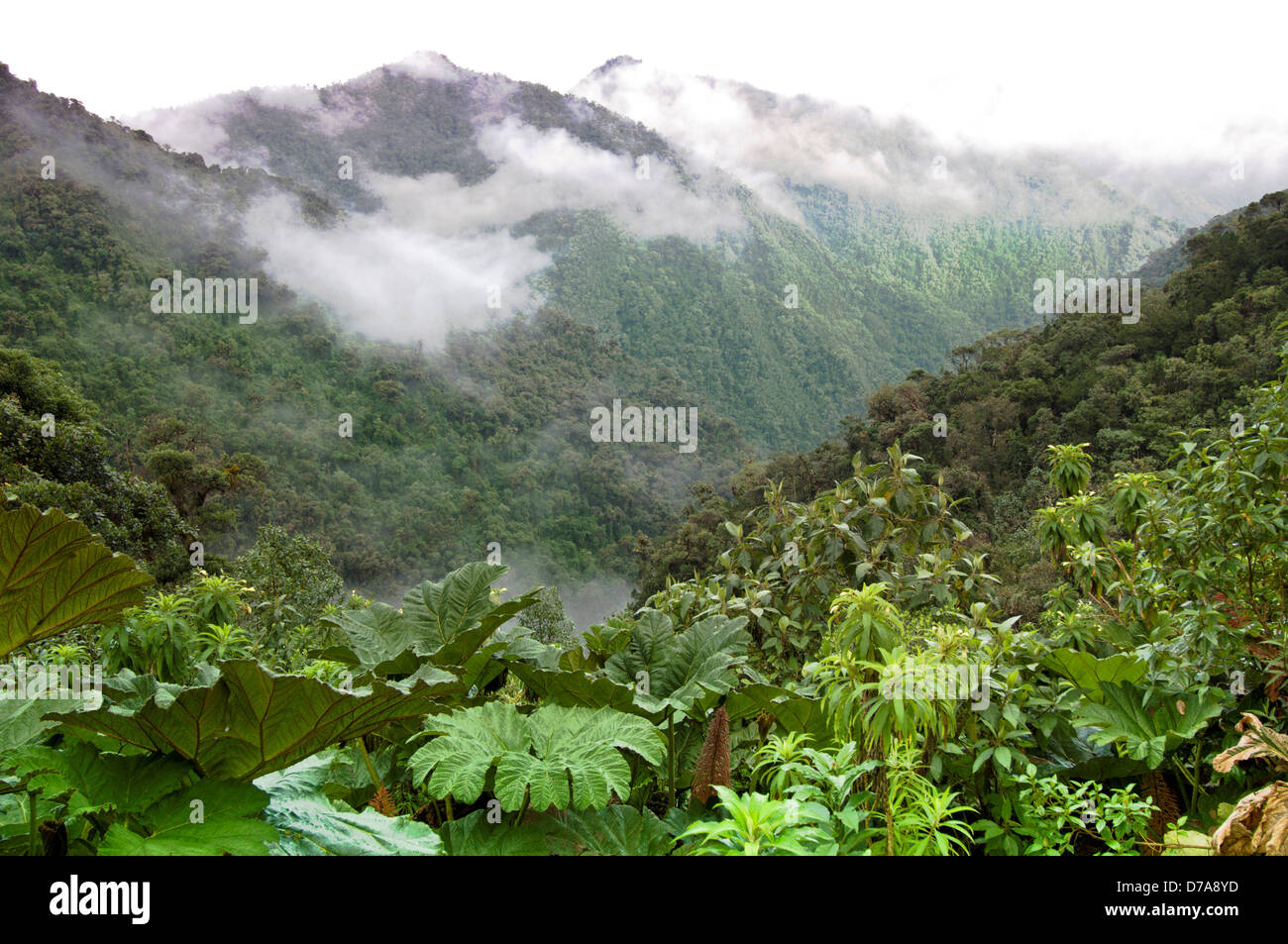 Montane forest hi-res stock photography and images - Alamy