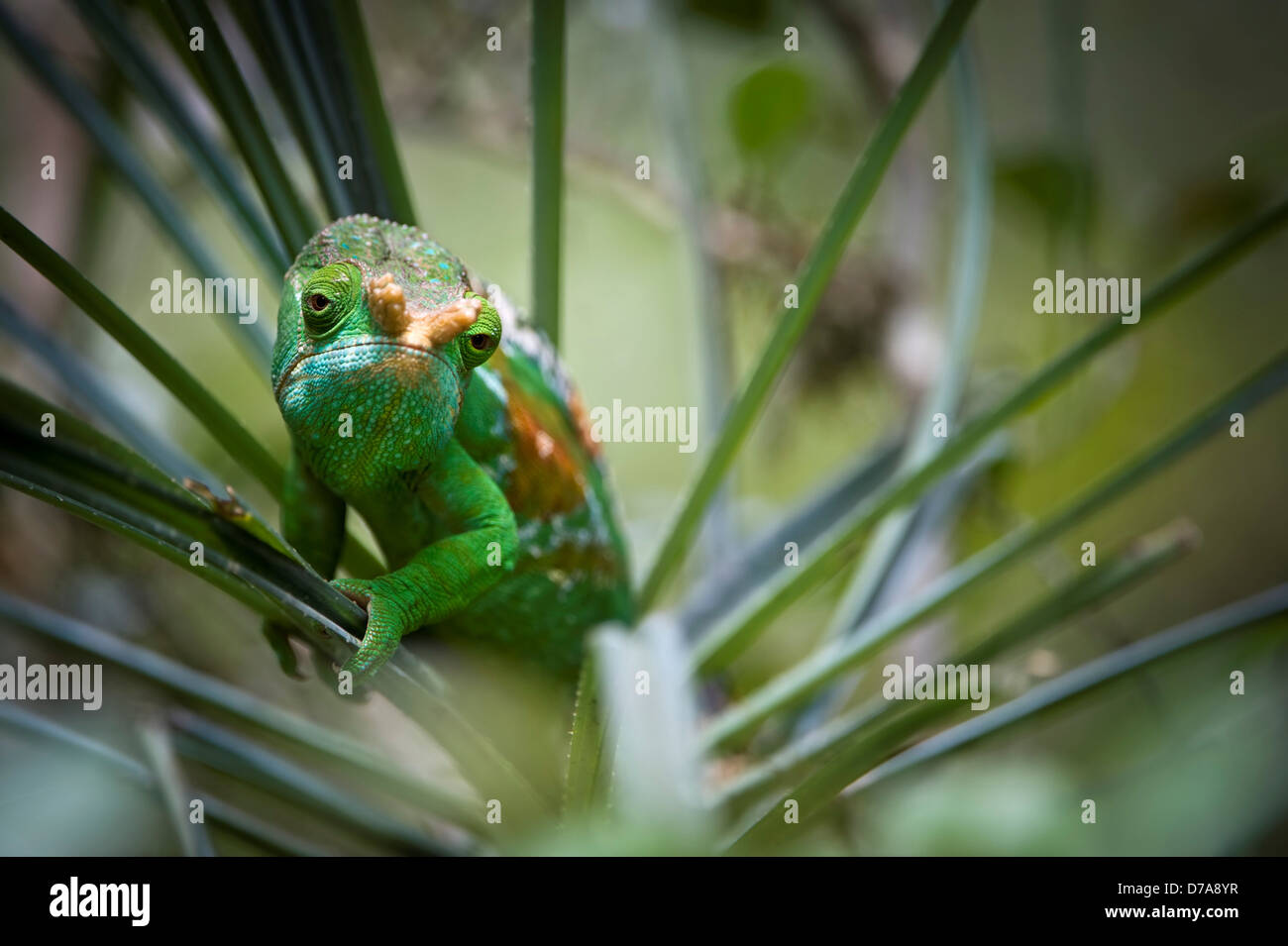 Male Parson's chameleon Calumma parsonii in canopy foliage Mantadia ...
