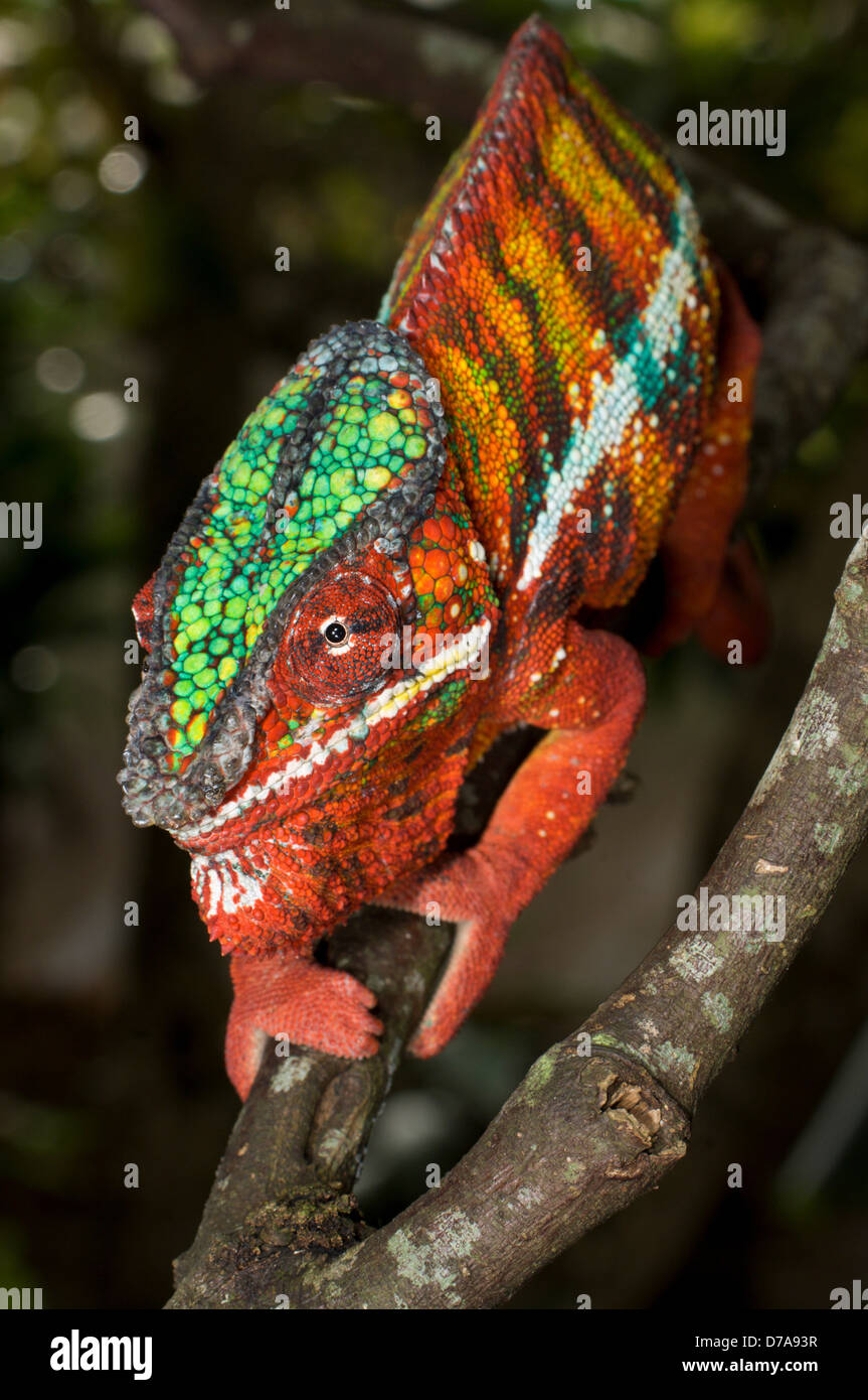 Male Panther chameleon Furcifer pardalis in aggressive posture Masoala ...